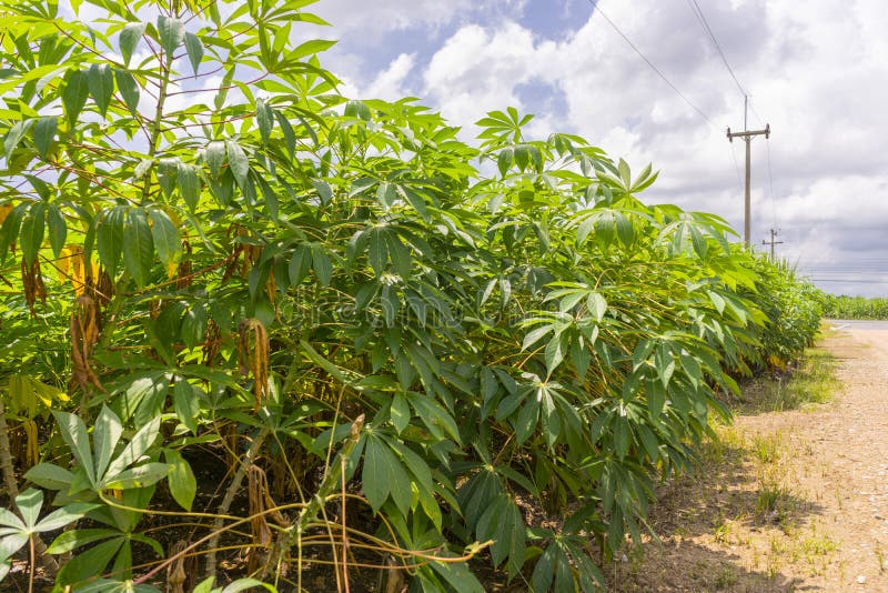 Cassava Plantation Farm in a Farm Stock Image - Image of landscape ...