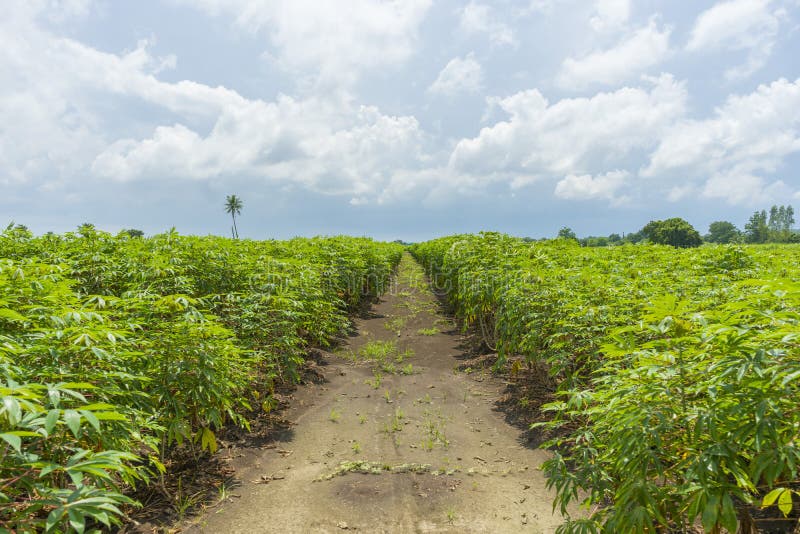 Cassava Plantation And Harvest In Thailand Stock Image - Image of ...