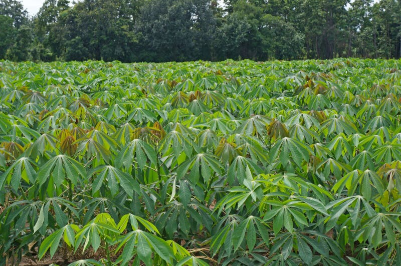 Cassava plantation stock photo. Image of cultivation - 60108392