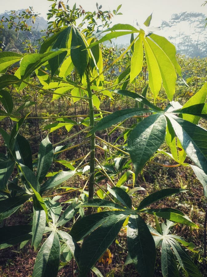 Cassava Plants in Farmers Fields. Stock Image - Image of jungle, green ...
