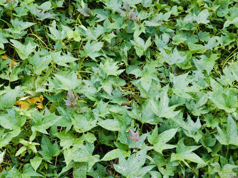 Cassava Plants that Grow Well Stock Image - Image of plants, earth ...