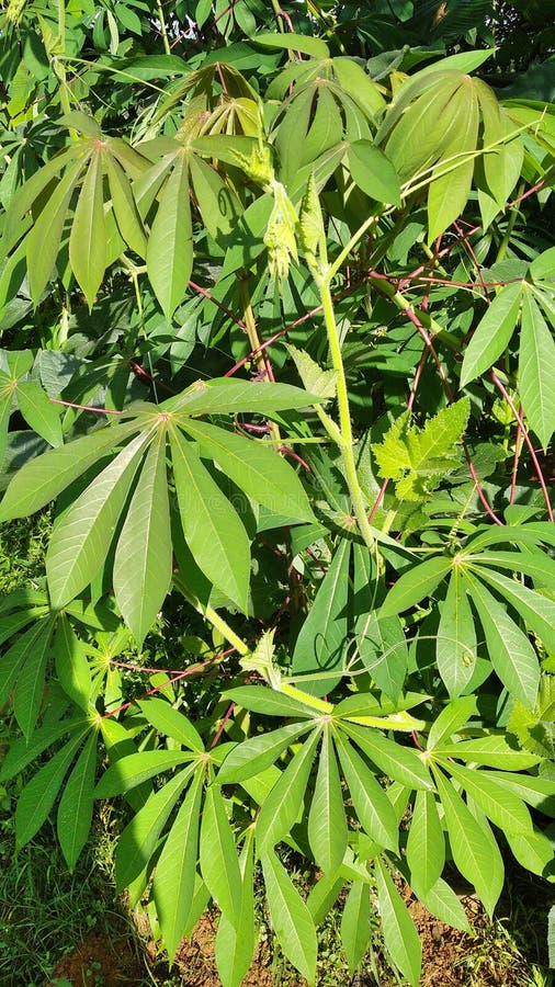 Cassava Plants that Thrive in the Garden Stock Photo - Image of jungle ...