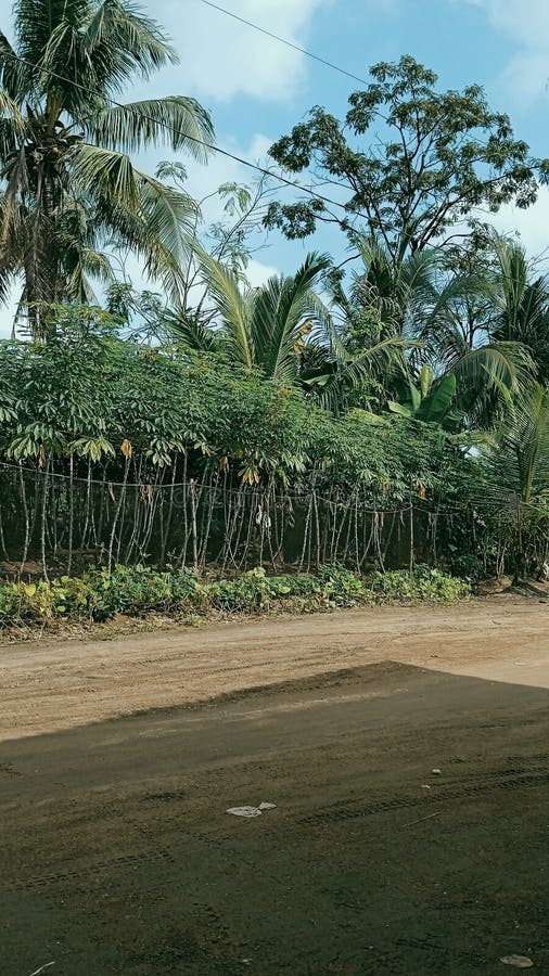 Cassava Plants are Useful As Food Ingredients???? Stock Image - Image ...
