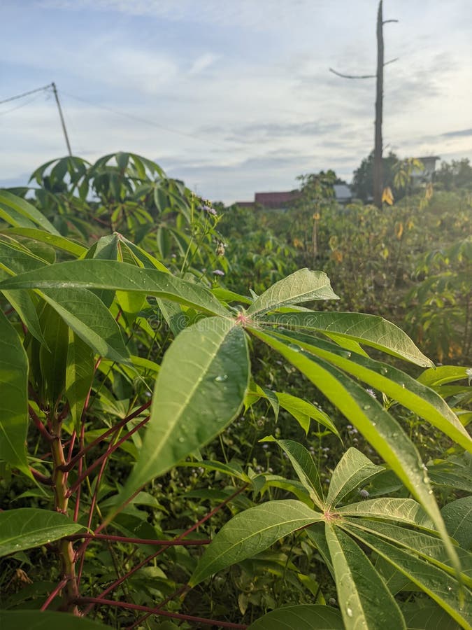 Cassava Plants Whose Growth is Stunted Due To Overgrown Grass Stock ...