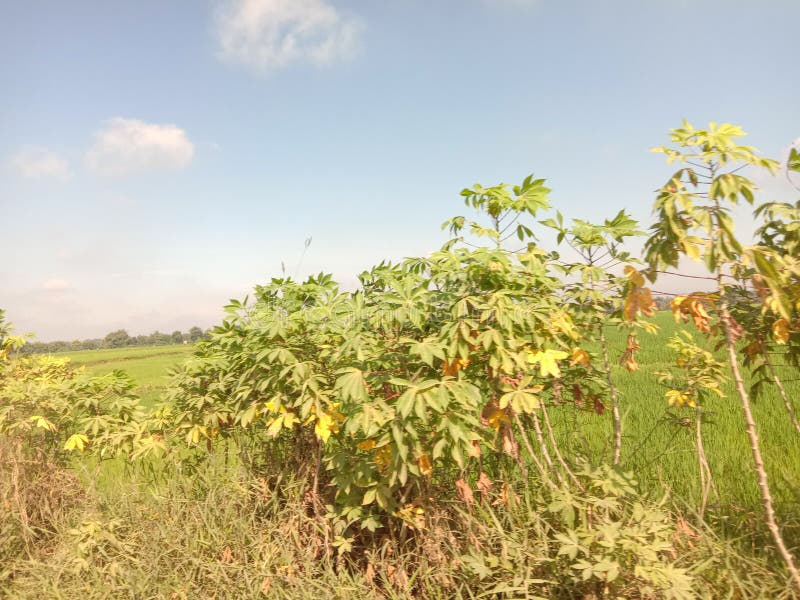 Cassava Pogon Grows Wild on the Edge of Rice Fields Stock Photo - Image ...