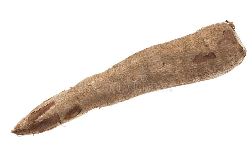 Cassava Raw Tuber - Manihot Esculenta on White Background Stock Image ...