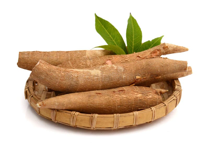 Cassava root stock photo. Image of halved, root, manioc - 90945468