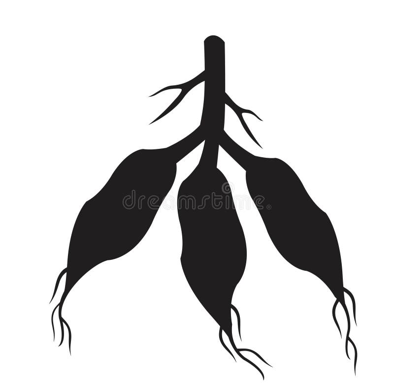 Cassava Root Stock Illustrations – 373 Cassava Root Stock Illustrations ...