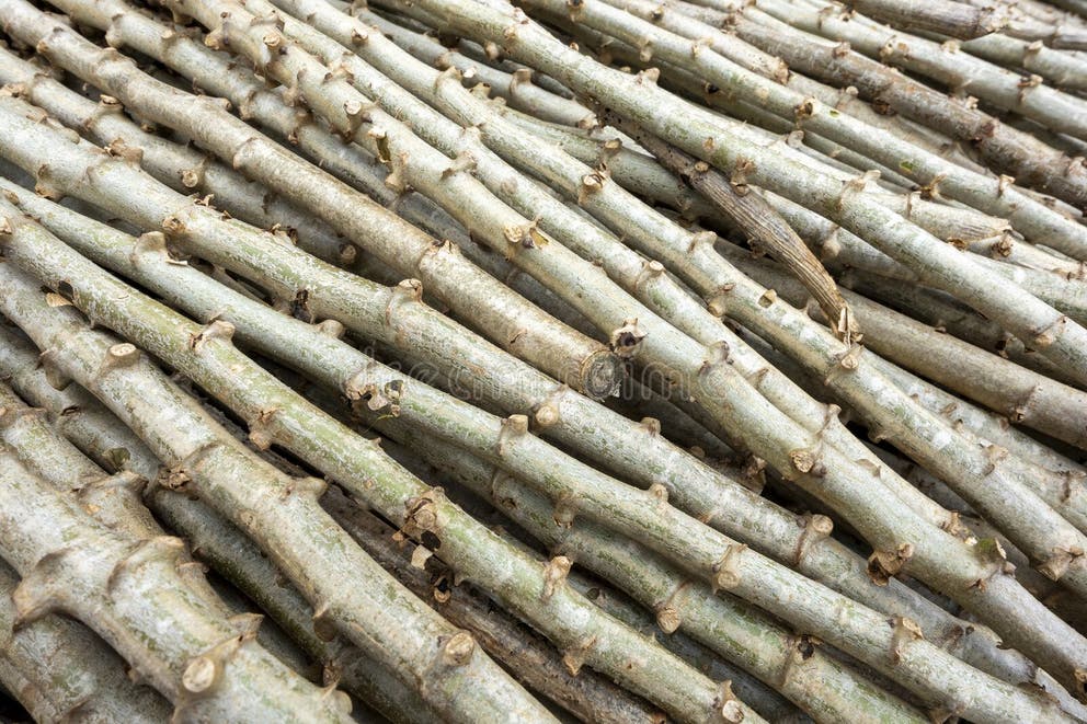 Cassava Stem is Dried, Cut and Turned into Cassava Seeds and Planted in ...