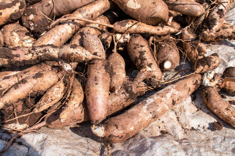 Cassava for Tapioca Flour Industry, Raw Yucca Tuber, Pile of Cassava ...