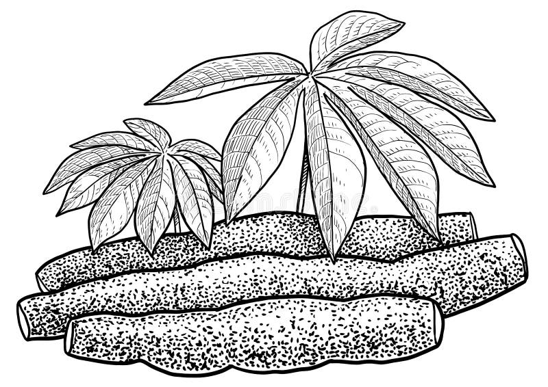 Outline Cassava Stock Illustrations 74 Outline Cassava Stock Illustrations Vectors And Clipart