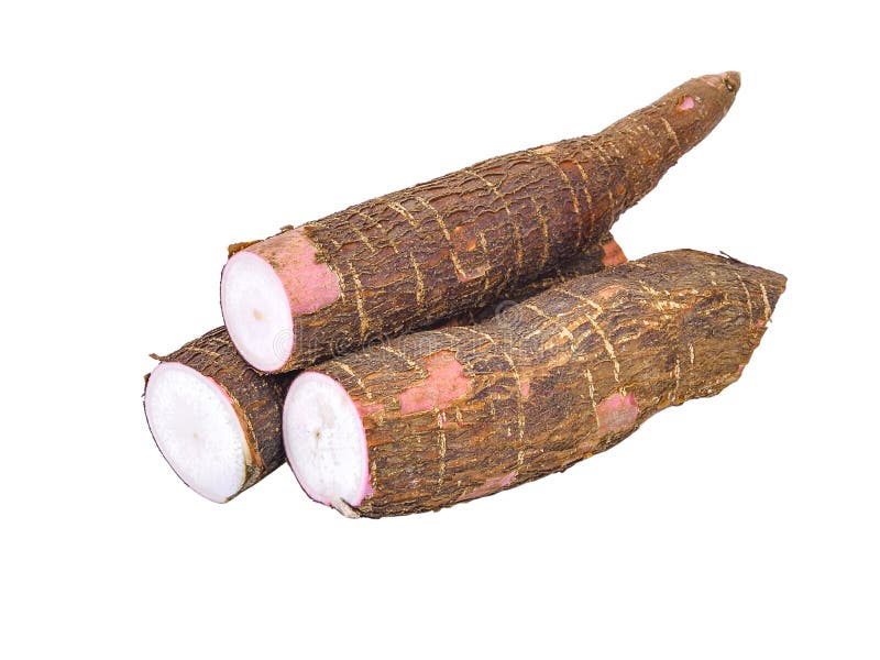 Cassava or Tapioca Root Isolated on White Background Stock Image ...