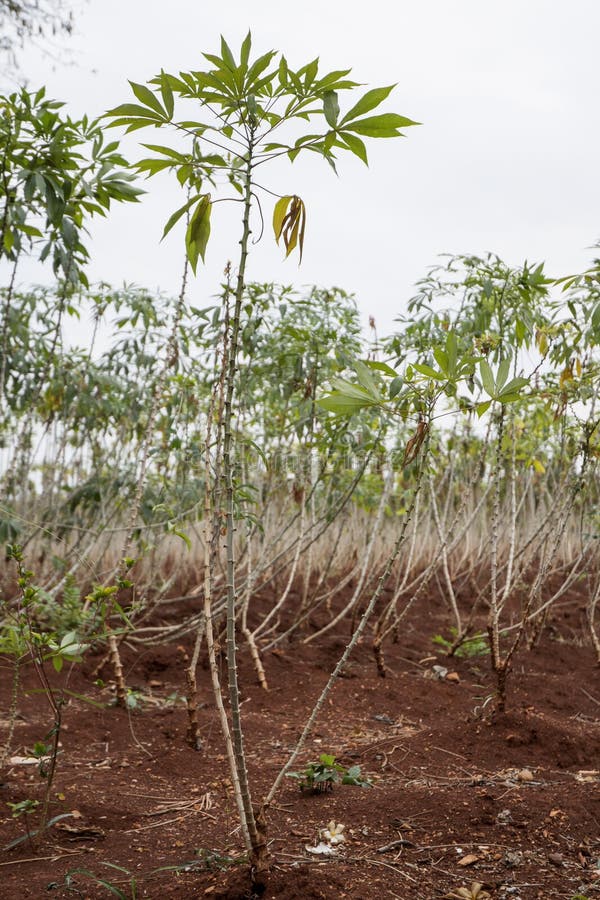 Cassava Tree Growth in Planting Farm Stock Photo - Image of frame ...