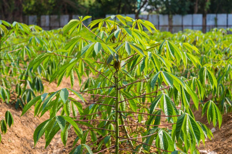 Fresh cassava stock photo. Image of root, marketplace - 6875034