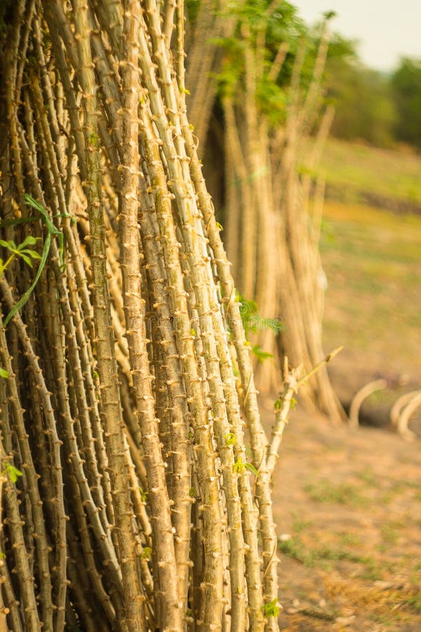 221 Cassava Peel Texture Stock Photos - Free & Royalty-Free Stock ...