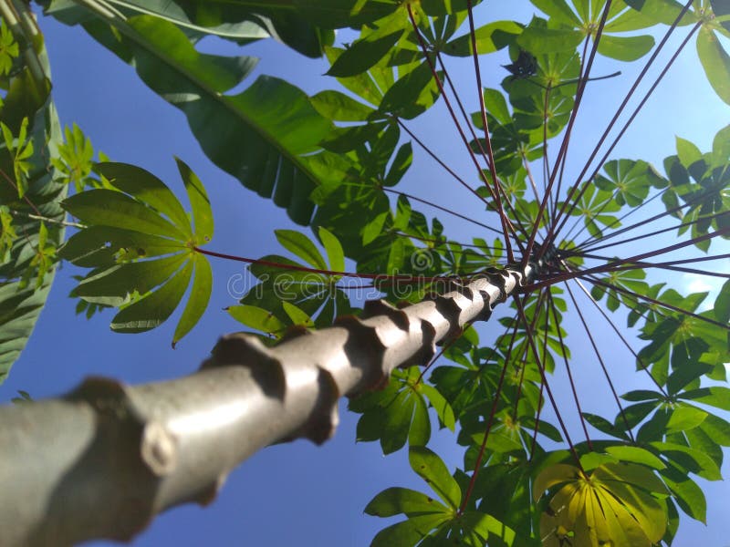 Cassava tree stock photo. Image of branch, cassava, tree - 249168340