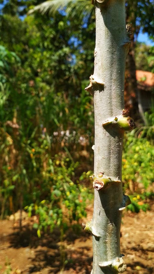 Cassava Tree in the Back Yard Stock Photo - Image of trunk, grass ... Cassava Tree in the Back Yard Stock Photo - Image of trunk, grass ...
