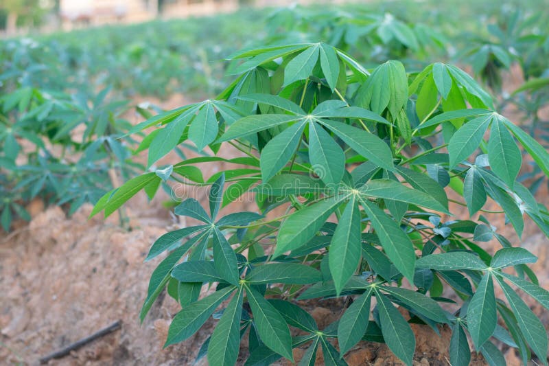 Cassava Tree in a Beautiful Green Plant on a Cassava Farm Stock Photo ...