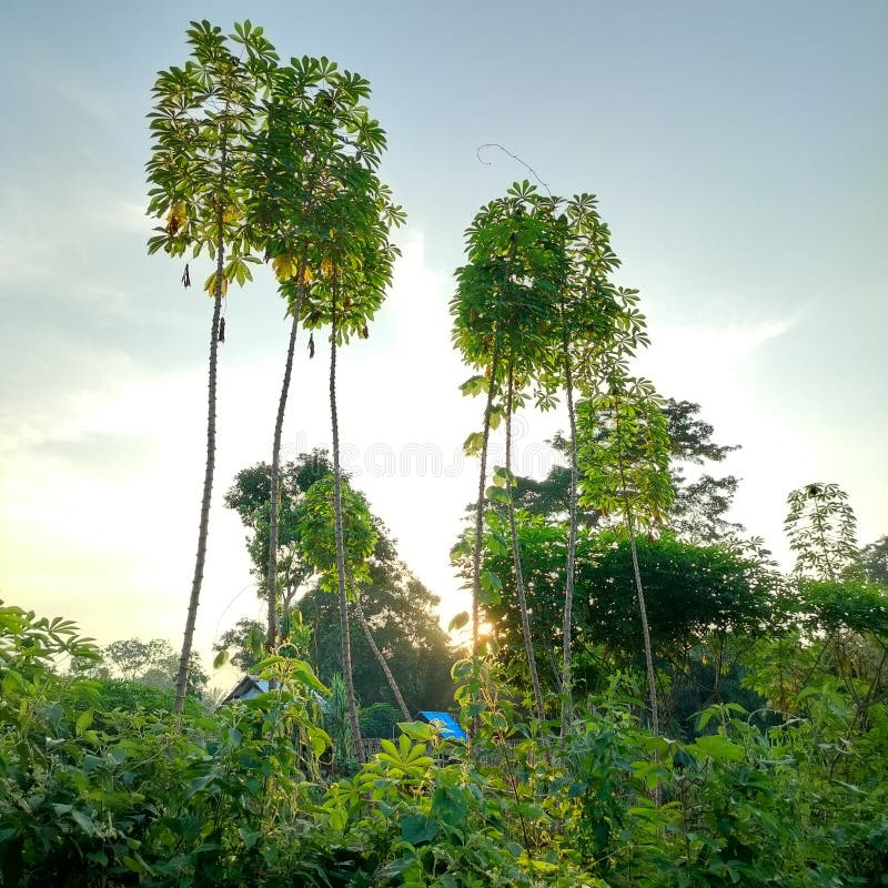 Cassava Tree Beautiful Plants and Nature Stock Photo - Image of plants ...
