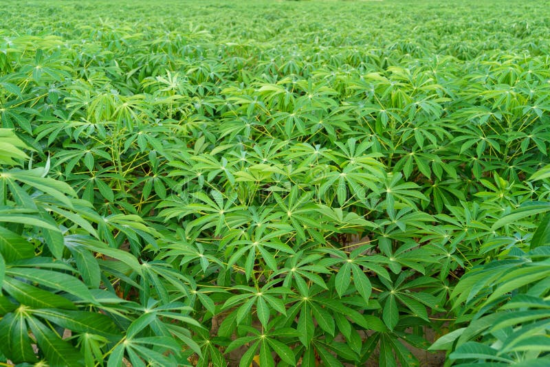 The Cassava Tree in the Cassava Mite is Growing during the Rainy Season ... The Cassava Tree in the Cassava Mite is Growing during the Rainy Season ...