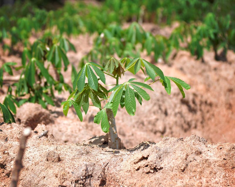 Cassava Tree for Planting, Cassava Stalk and Young Leaves for ...