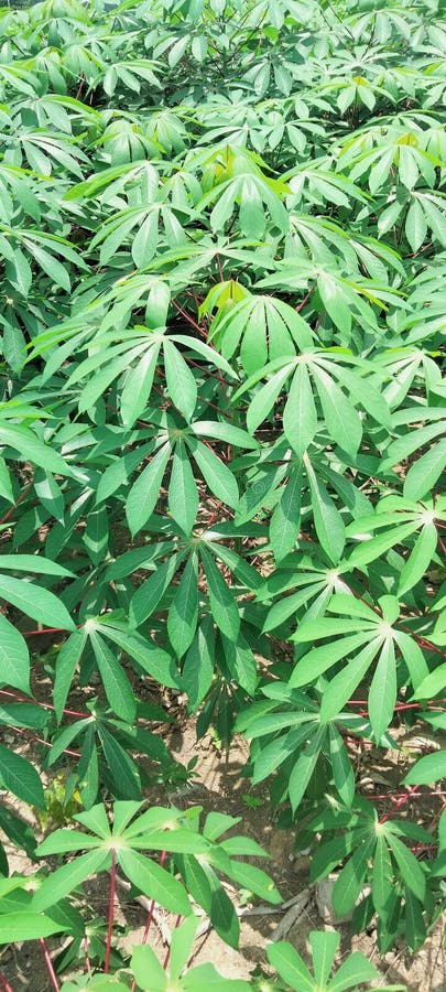 Cassava tree stock image. Image of herb, dense, tree - 309041125