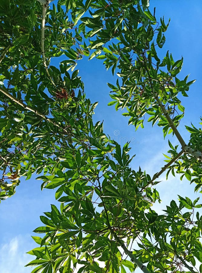 Cassava Tree during the Day Stock Photo - Image of produce, green ...