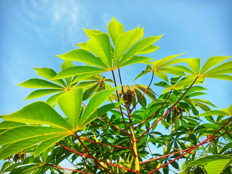 Cassava Tree in the Garden during the Day Stock Photo - Image of ...