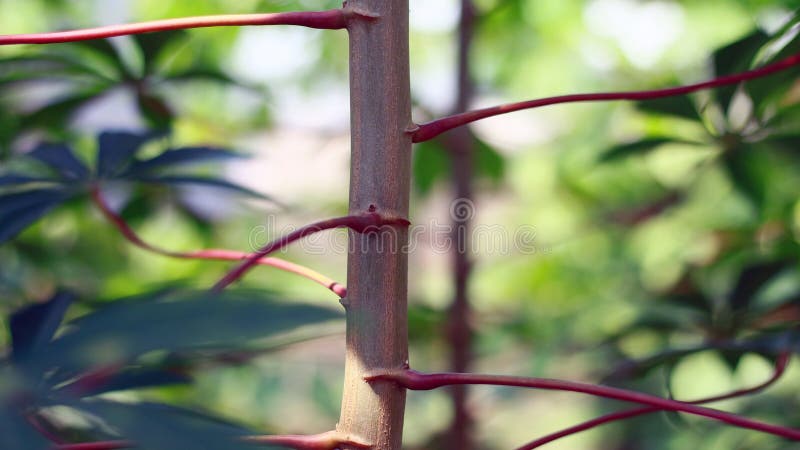 Cassa tree stock photo. Image of botany, tree, ground - 304745794
