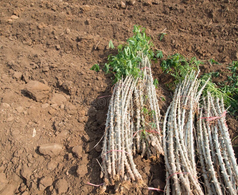 Farmer in Cassava Farm Field Stock Photo - Image of countryside ...