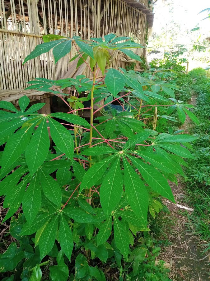 Cassava Tree Growing in Bush Stock Photo - Image of shrub, vegetation ...