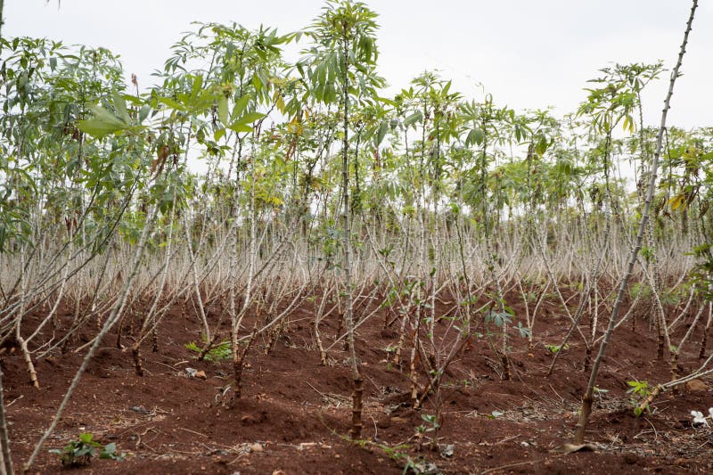 Cassava Tree Growth in Planting Farm Stock Image - Image of leaf ...