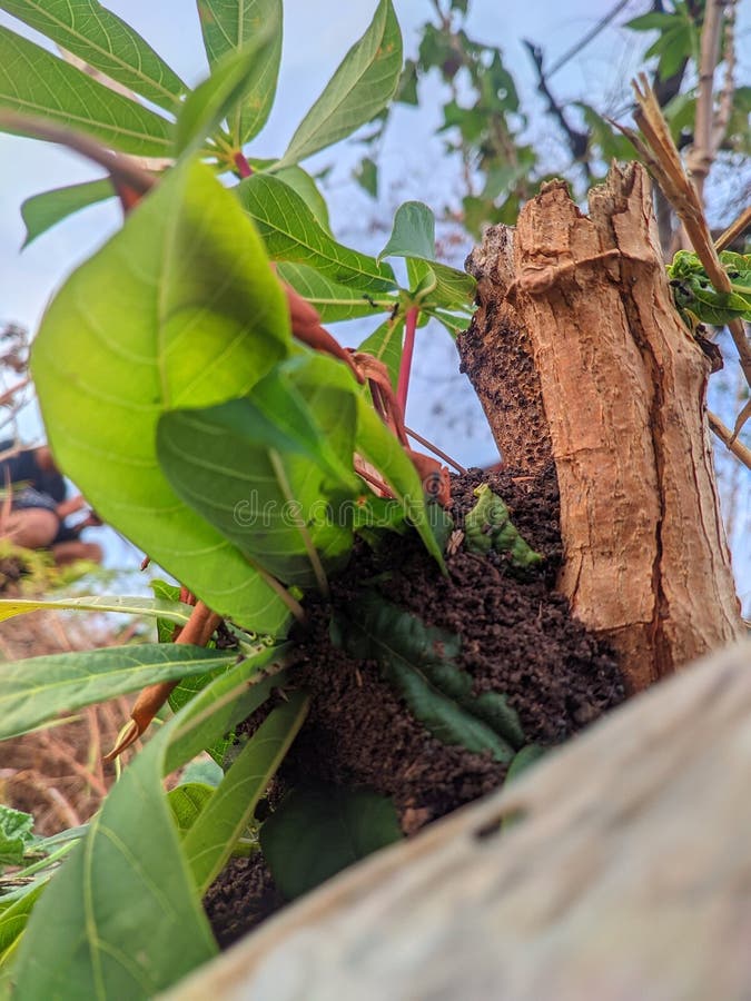 A Cassava Tree Made into a Home for Black Ants Stock Image - Image of ...
