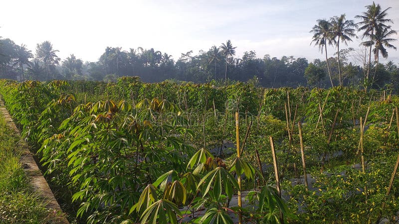 Cassava tree plant stock image. Image of plant, green - 361312021