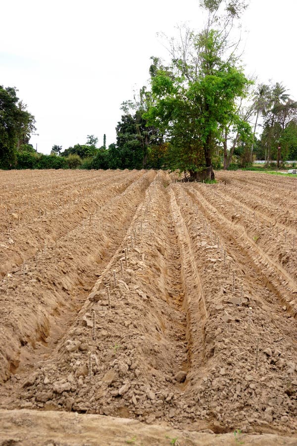 1,069 Cassava Farm Land Stock Photos - Free & Royalty-Free Stock Photos ...