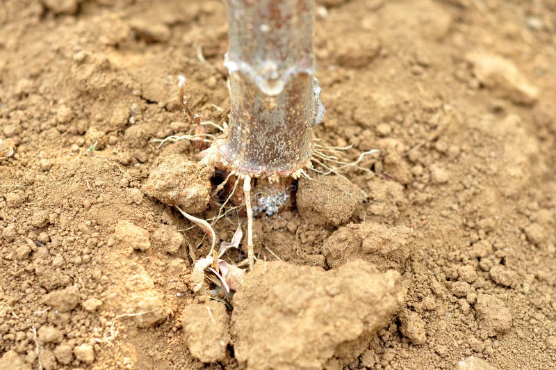 Cassava Tree Roots in Dry Soil Selective Focus Stock Image - Image of ...