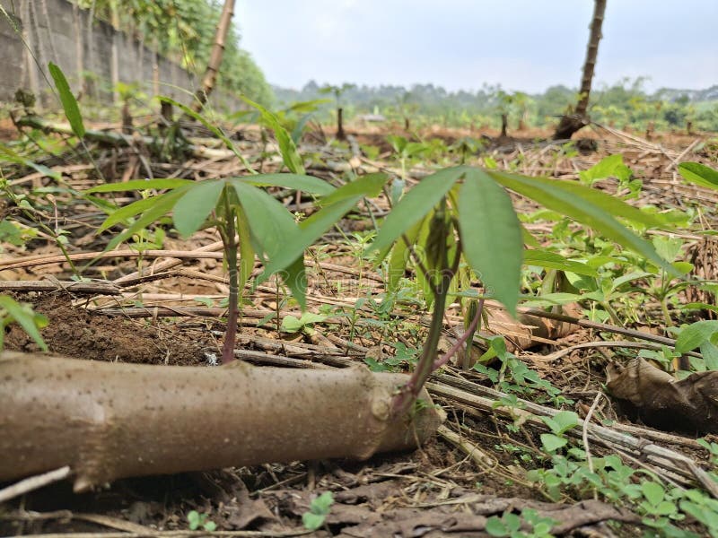 Cassava tree shoots stock image. Image of tree, natural - 327706017