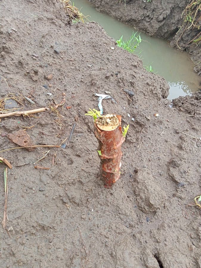 Cassava Tree Shoots Planted in Soil Stock Photo - Image of cassava ...