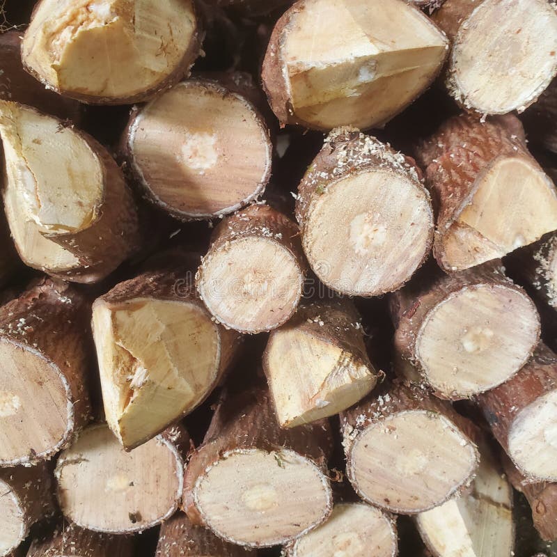 Cassava Trunk Cutting for Planting Stock Photo - Image of peel, nature ...