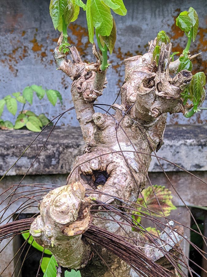 A Cassava Tree Trunk Entwined with Wire Stock Image - Image of trunk ...