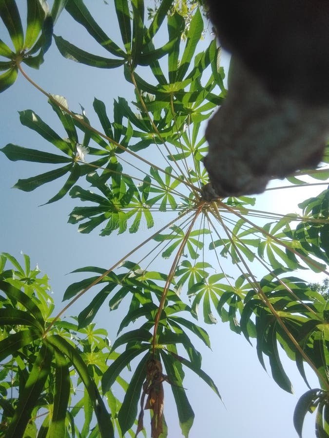 Cassava Tree with Unique Branches Stock Image - Image of cassava ...