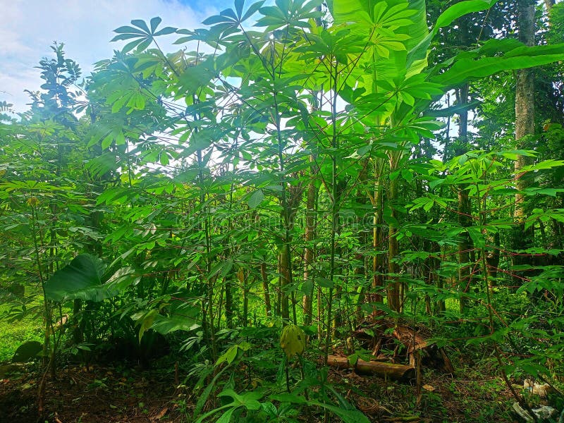 Cassava trees stock photo. Image of food, trees, security - 383170300