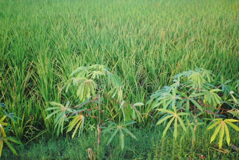 Cassava Trees Around the Rice Fields Stock Image - Image of plantation ...