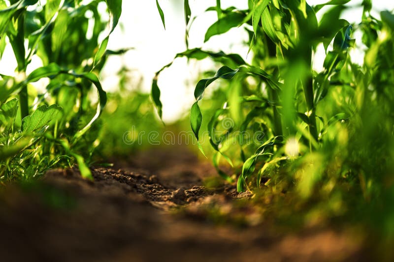 Cassava Trees in the Farm. Agriculture, Flour Industry Stock Image ...