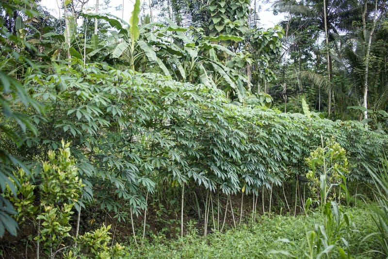 Cassava Trees Lined the Garden Stock Photo - Image of garden, nature ...