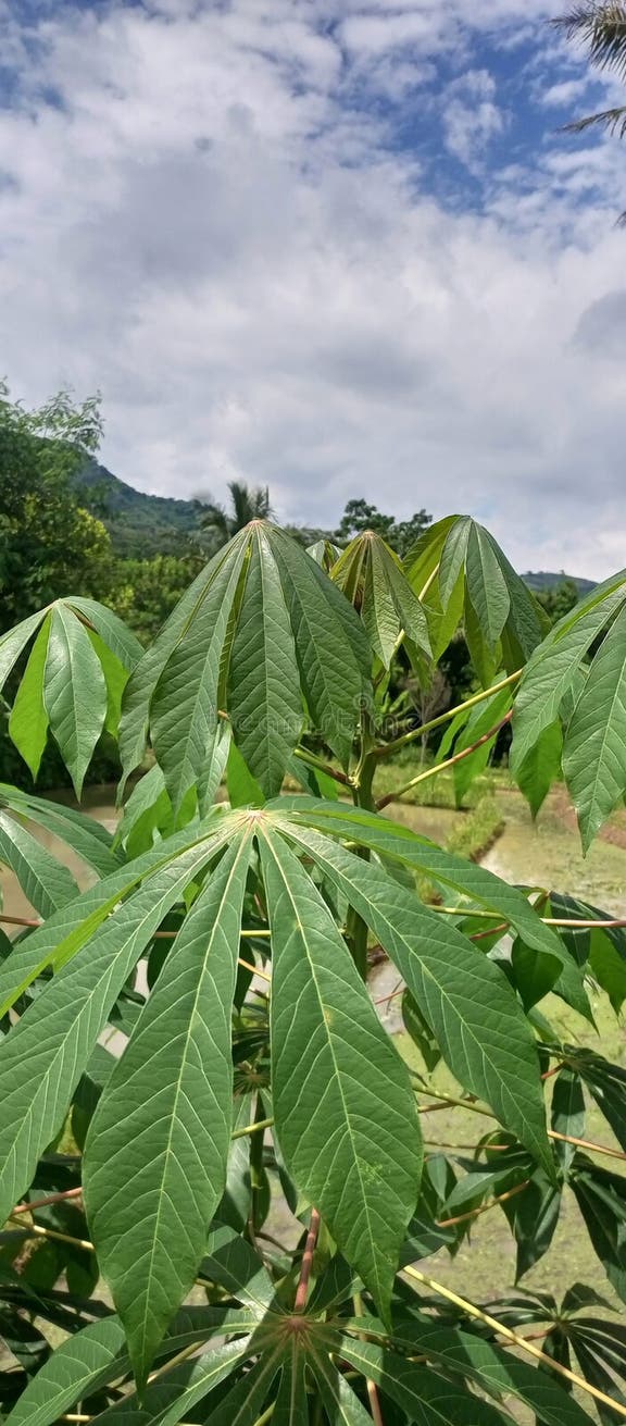 Cassava trees planted stock image. Image of evergreen - 349425717
