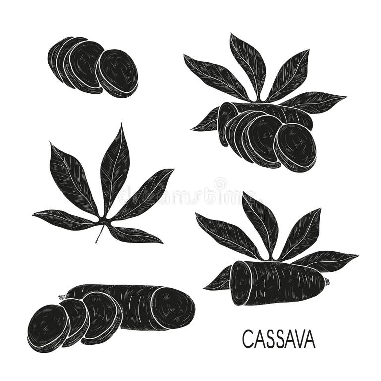 Black Cassava Stock Illustrations – 213 Black Cassava Stock ...