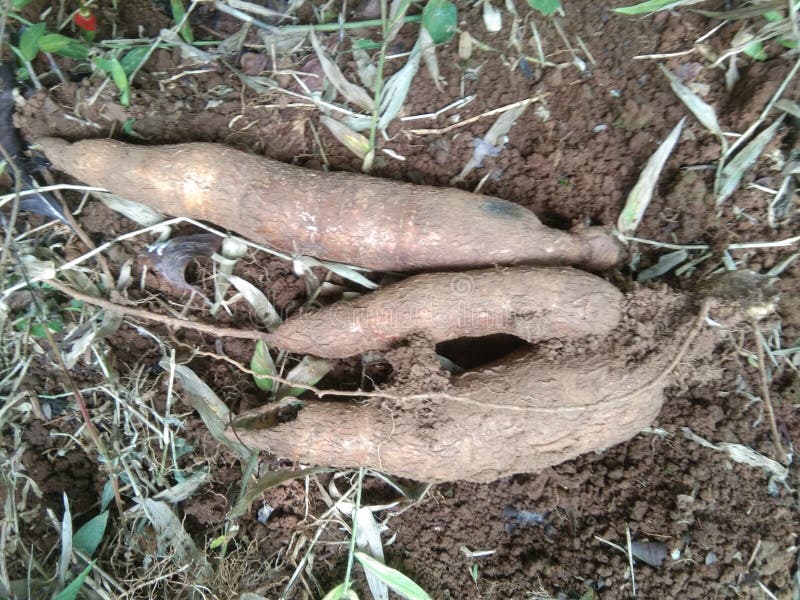 Cassava is a Type of Root Vegetable that Can Be Processed into Many ...