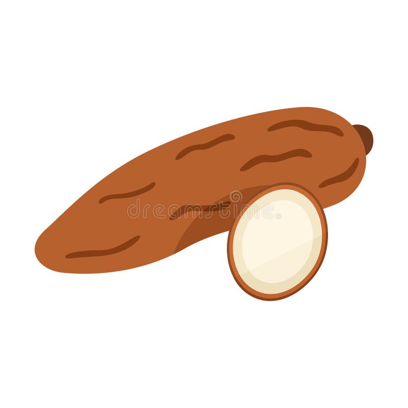 Cassava Vector Illustration. Whole and Cut Vegetable on White ...