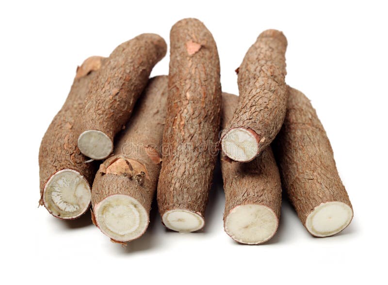 Cassava on a White Background Stock Image - Image of life, studio ...